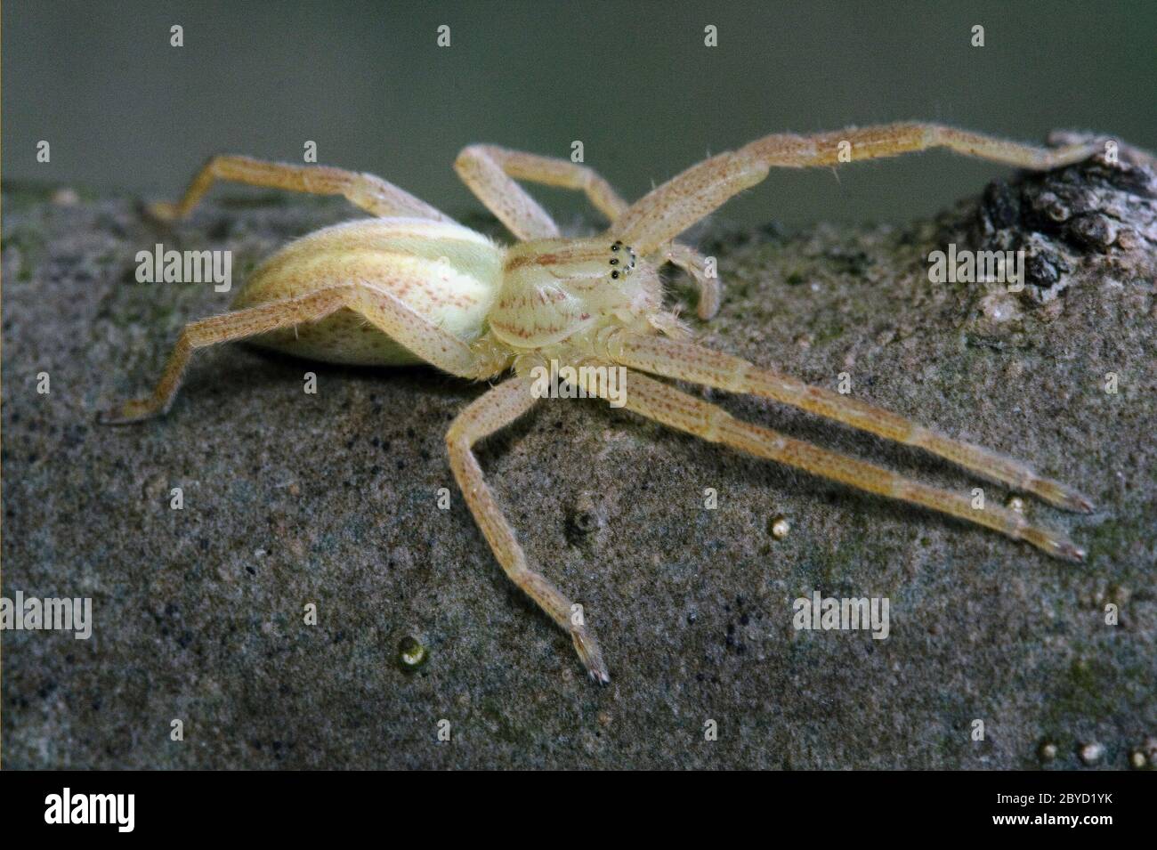 thomisidae tibellus thomisidae Stock Photo - Alamy