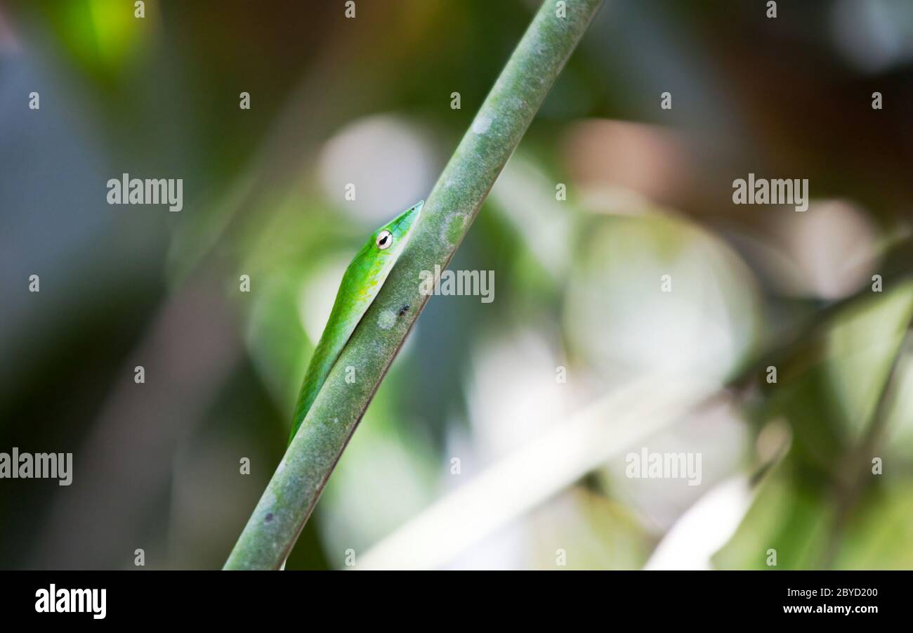 Swamp adder hi-res stock photography and images - Alamy