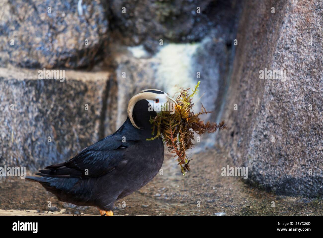 Curious puffin hi-res stock photography and images - Alamy