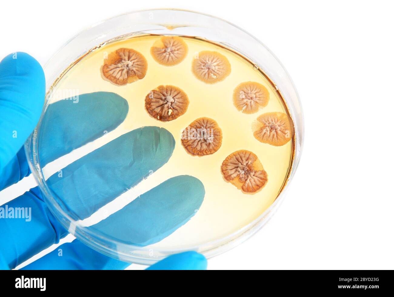 fungi microorganisms on agar plate in laboratory Stock Photo - Alamy