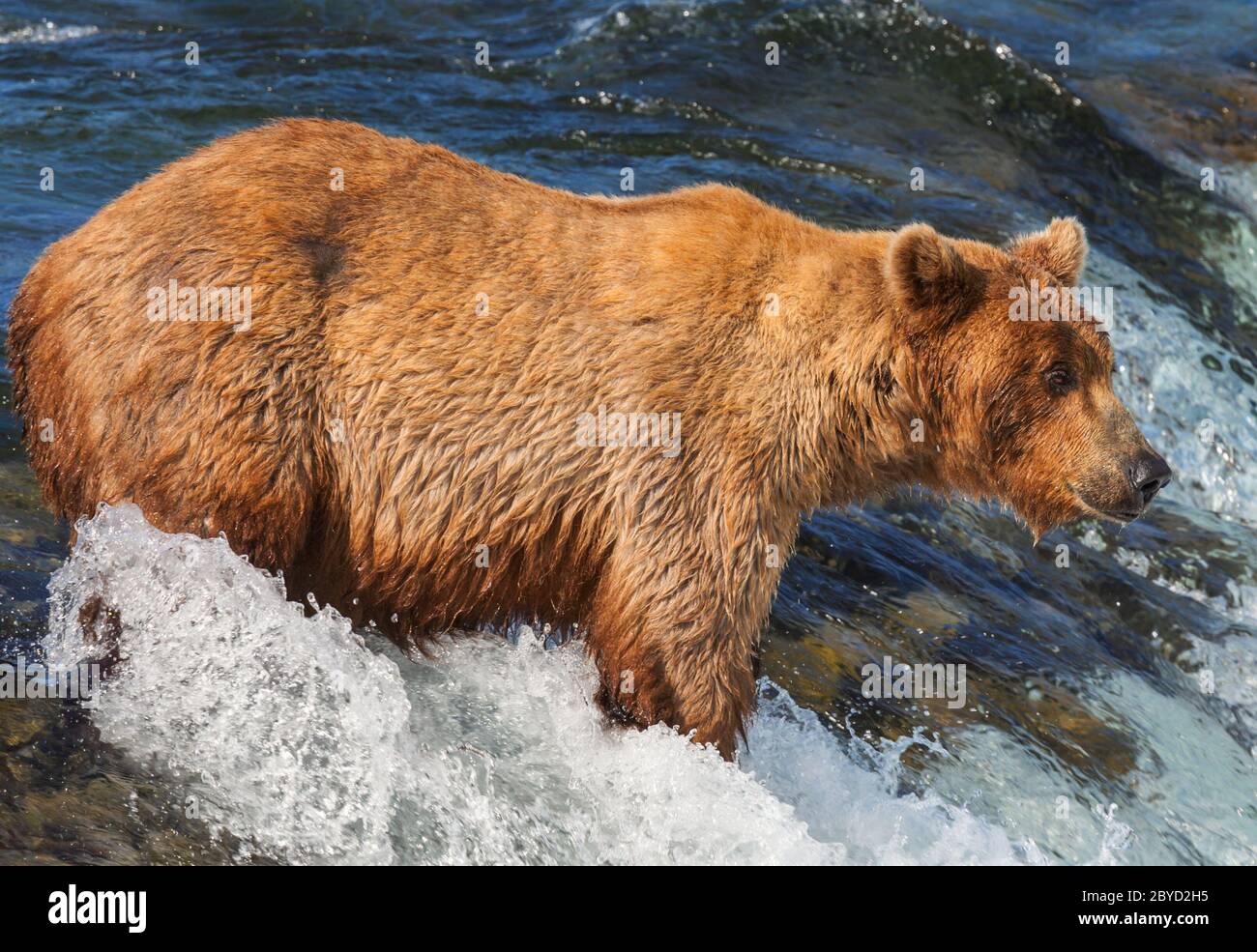 Bear on Alaska Stock Photo - Alamy