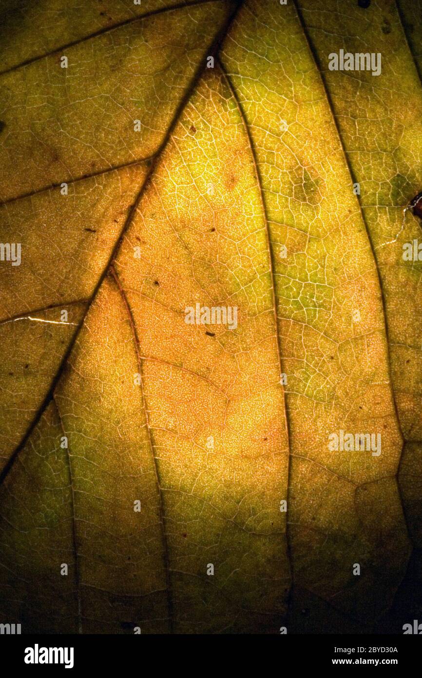 macro close up abstract of a Stock Photo - Alamy