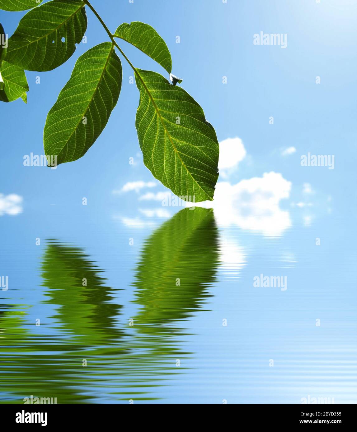 Green branc hi-res stock photography and images - Alamy