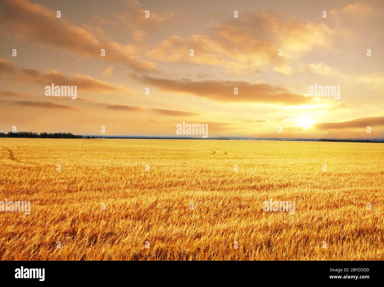 Field on sunset Stock Photo - Alamy