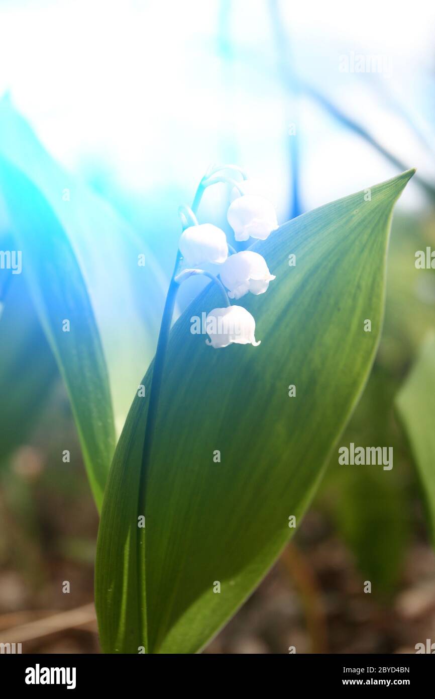 Lilly of the valley Stock Photo - Alamy