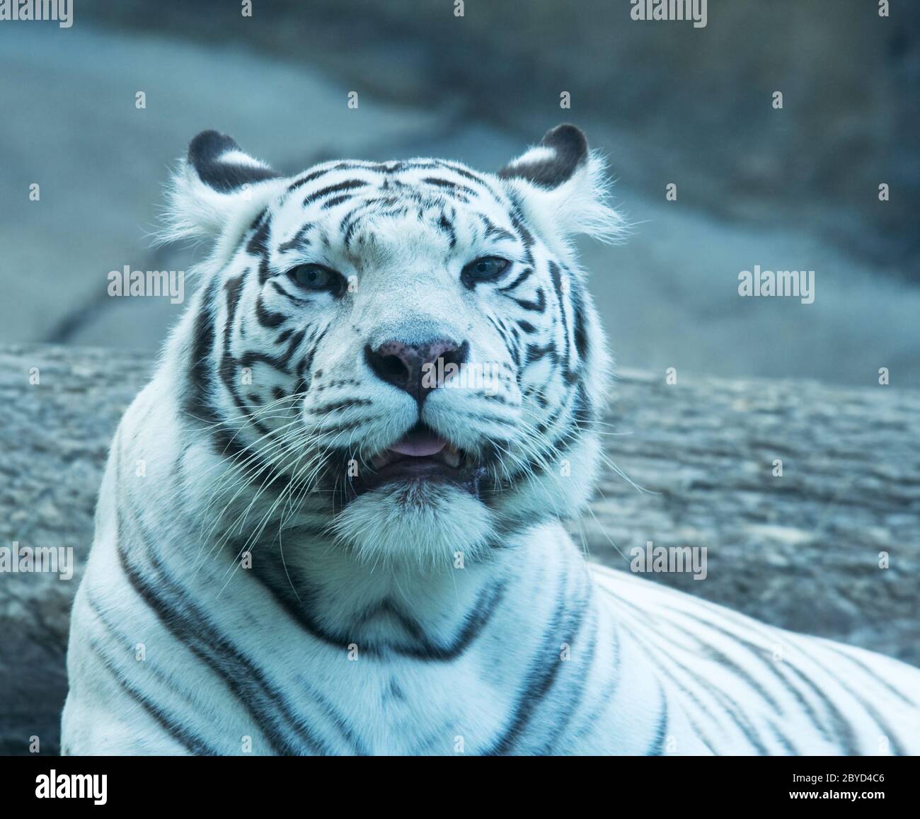 Silver tiger hi-res stock photography and images - Alamy