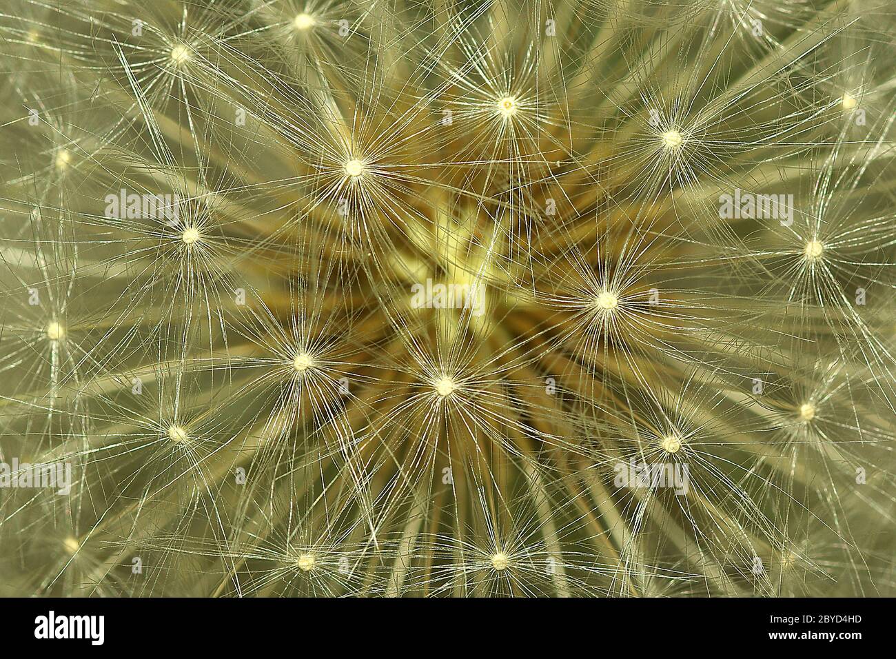 Dandelion Top View Stock Photo - Alamy
