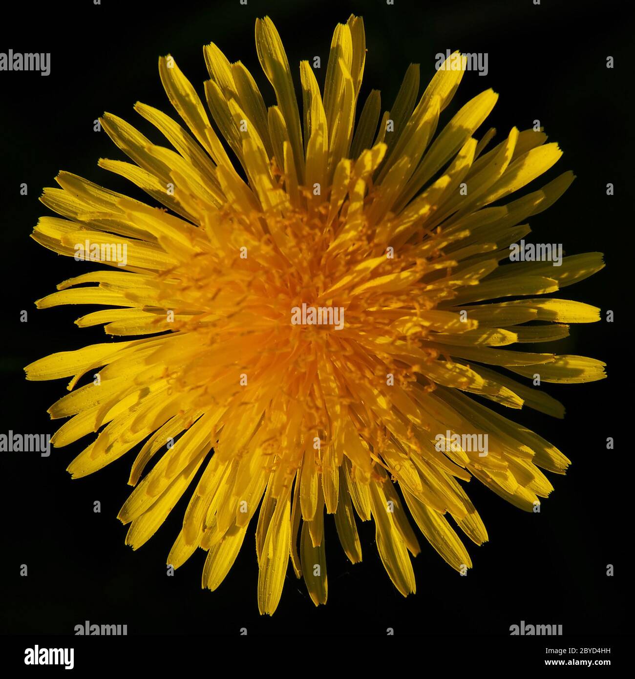 Dandelion Flower Top View Stock Photo - Alamy