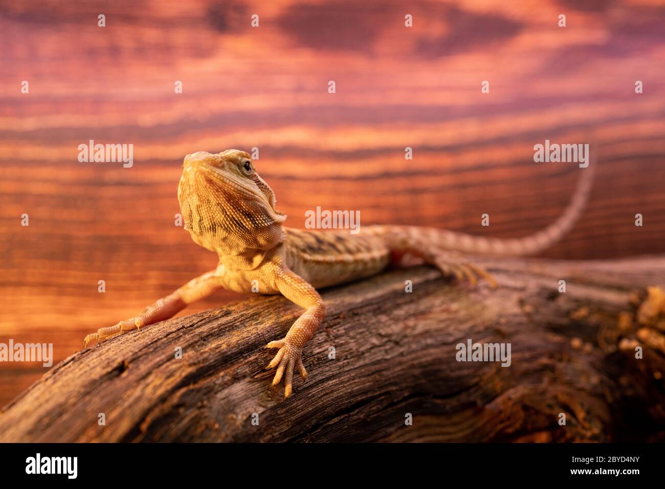 Australian bearded dragon lizard. Agama lizard lies on a log on wood ...