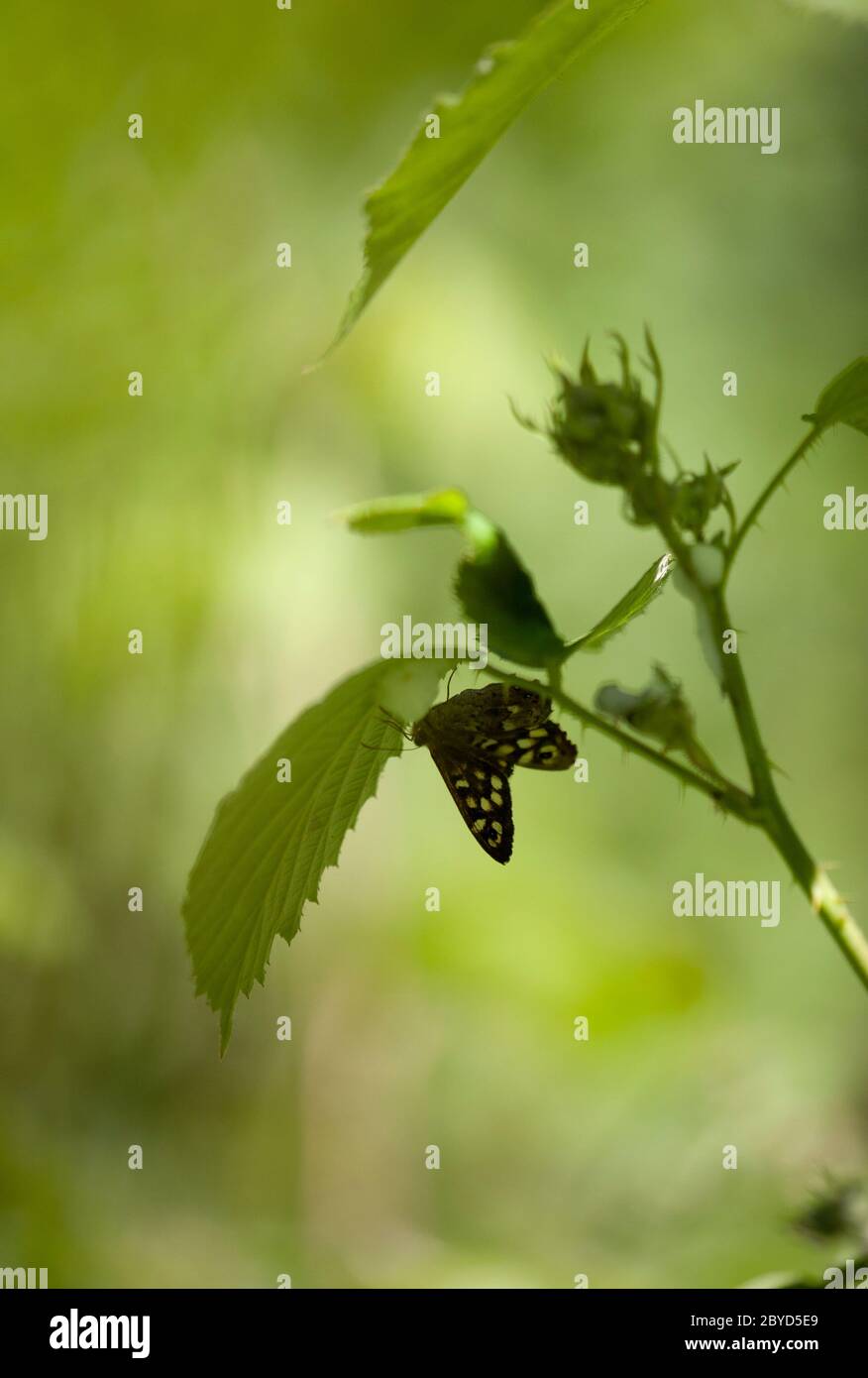 Underneath wings hi-res stock photography and images - Alamy