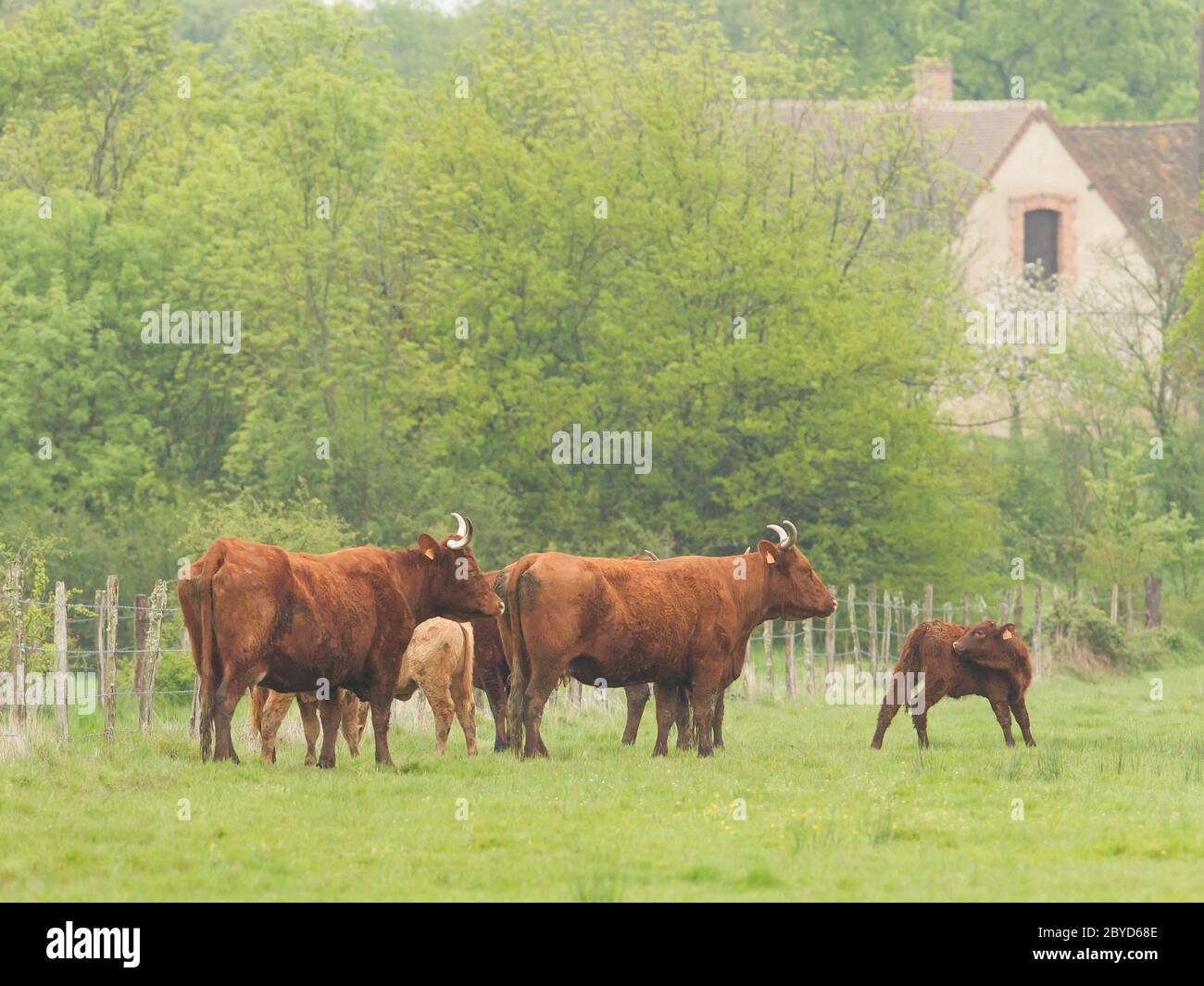 Red Angus steer in a field Stock Photo - Alamy