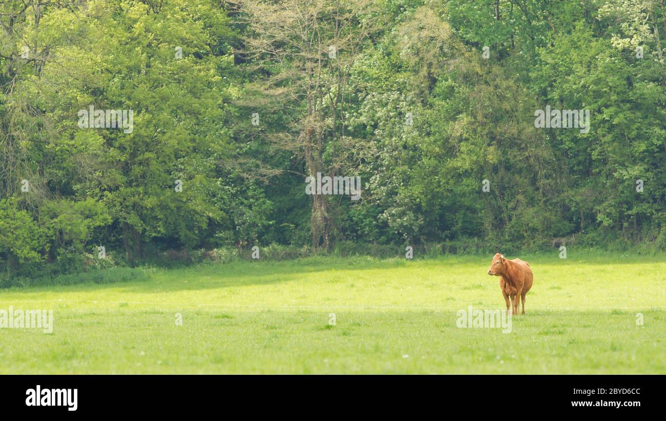 Red Angus steer in a field Stock Photo - Alamy
