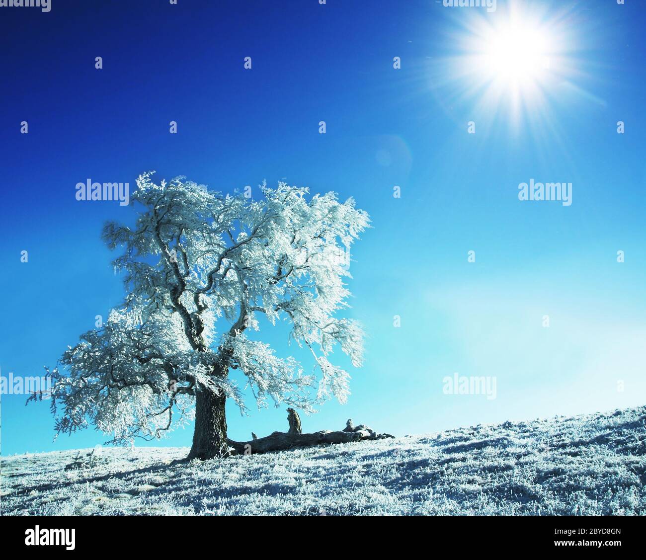 Alone frozen tree Stock Photo - Alamy