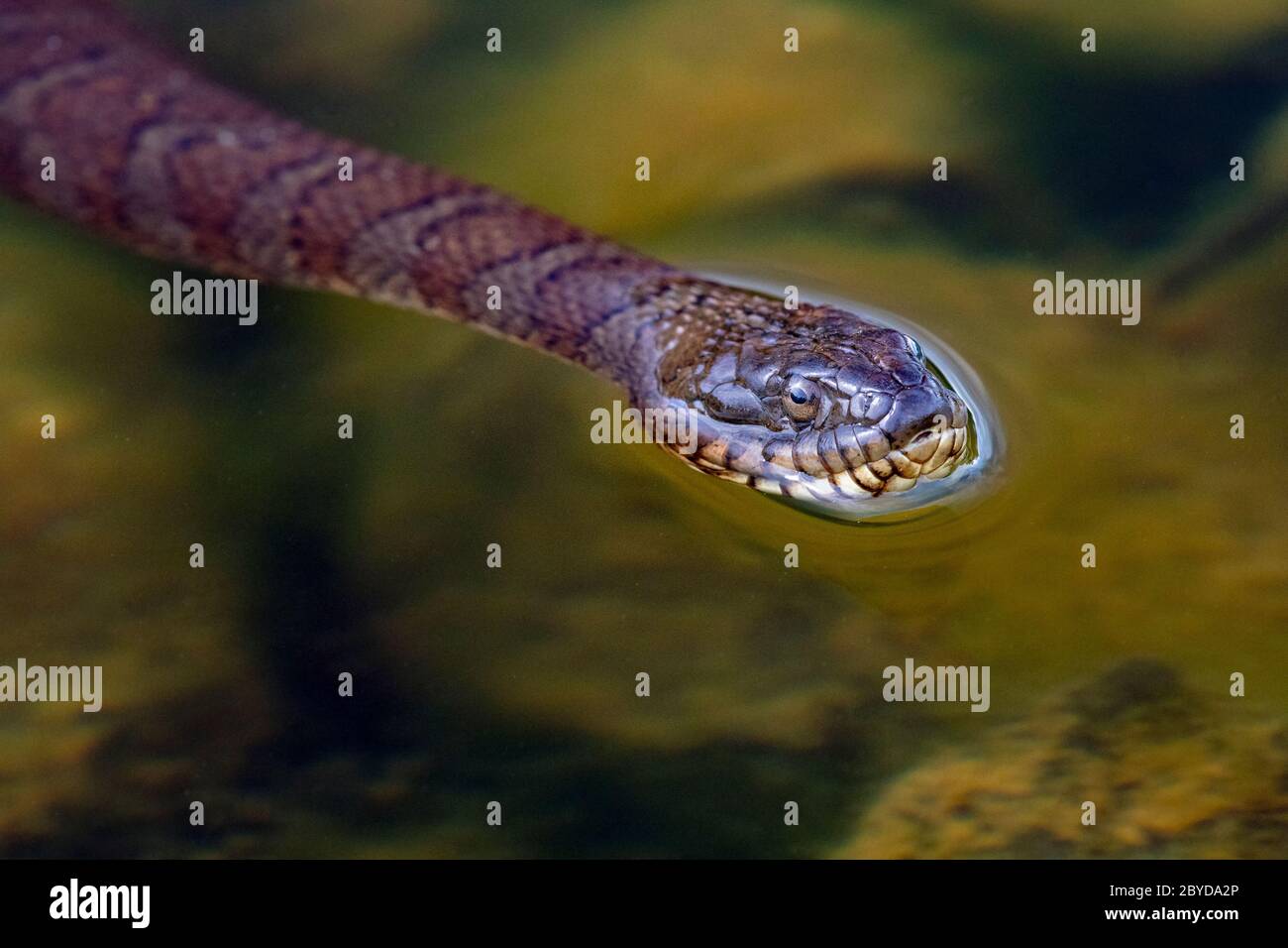 Northern Water Snake (Nerodia sipedon) swimming - Brevard, North ...