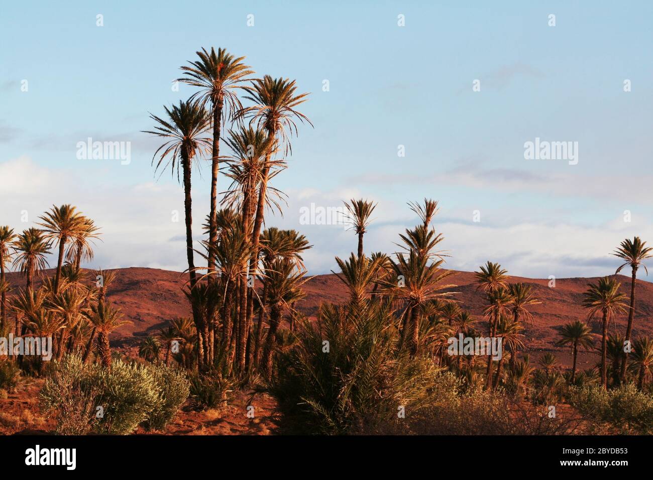 Moroccan fruit trees hi-res stock photography and images - Alamy