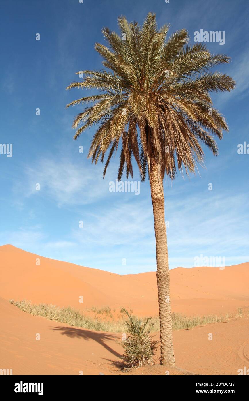 Desert palm tree landscapes hi-res stock photography and images - Alamy