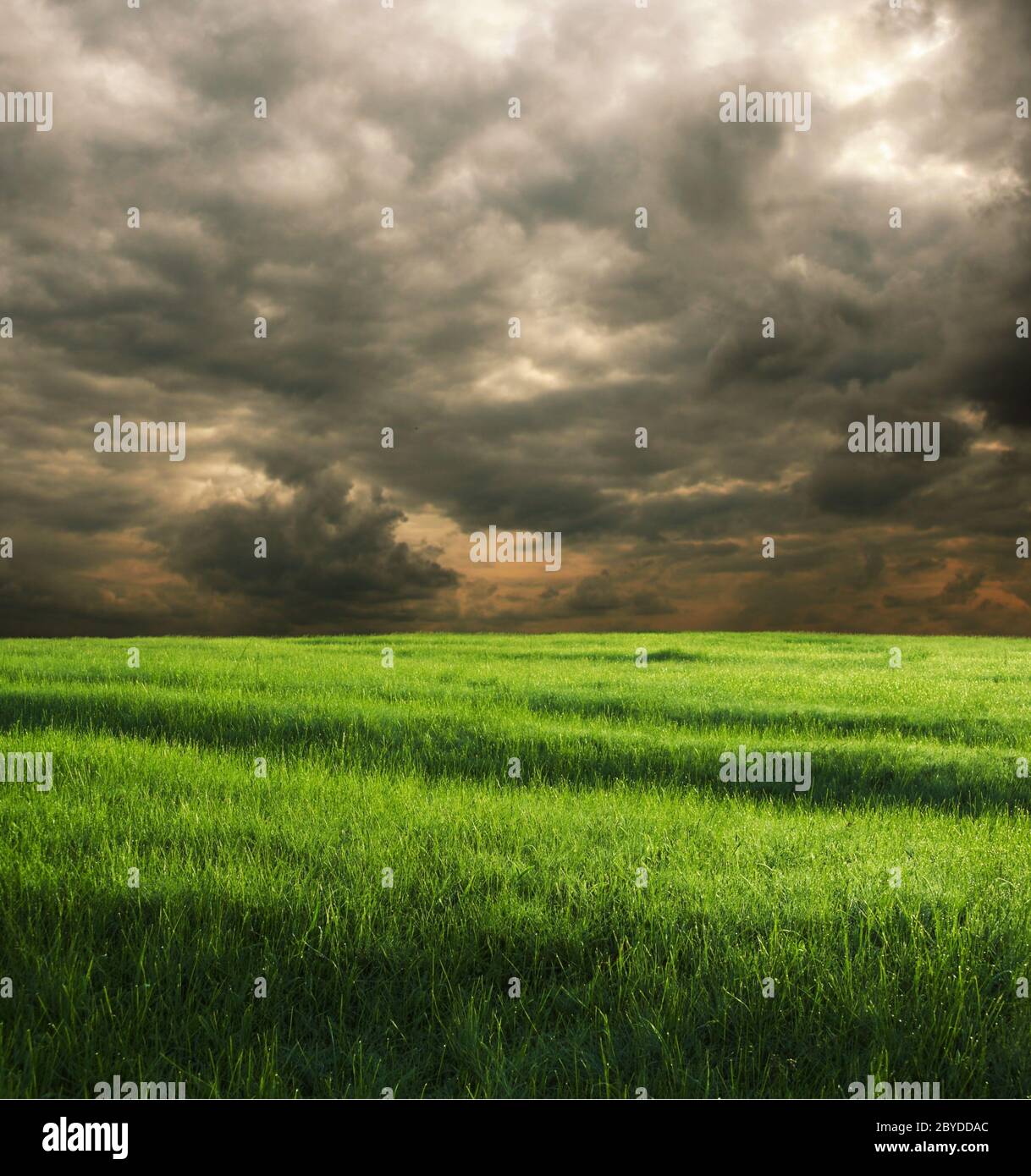 Grassland environment hi-res stock photography and images - Alamy