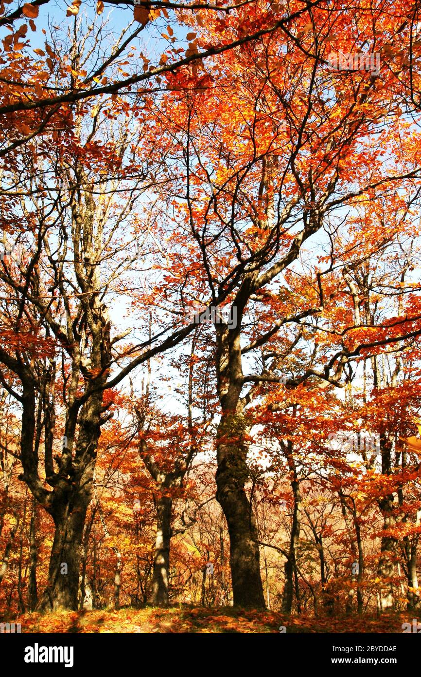 Wood trees orange hi-res stock photography and images - Alamy