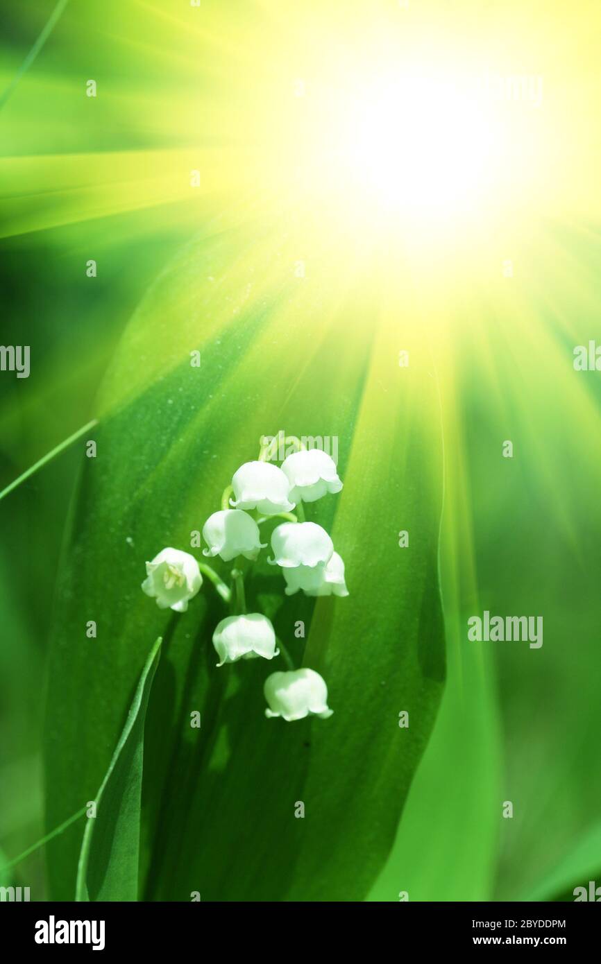 Small lilly hi-res stock photography and images - Alamy