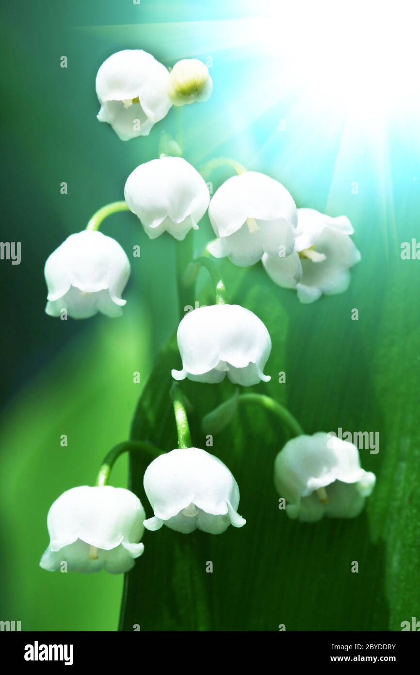 Nice poppy picture hi-res stock photography and images - Alamy