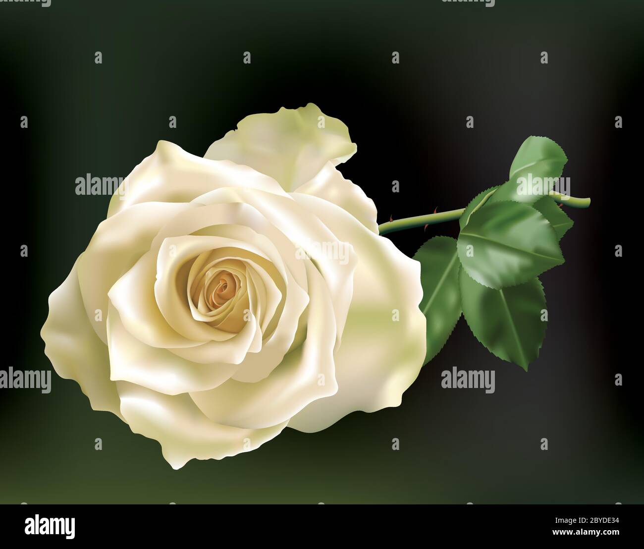 Beautiful realistic white rose, isolated on a dark green background ...