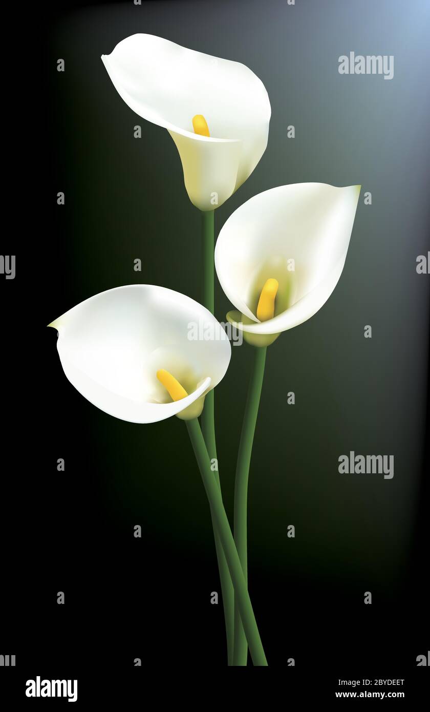 Three white lilies Stock Vector Images - Alamy