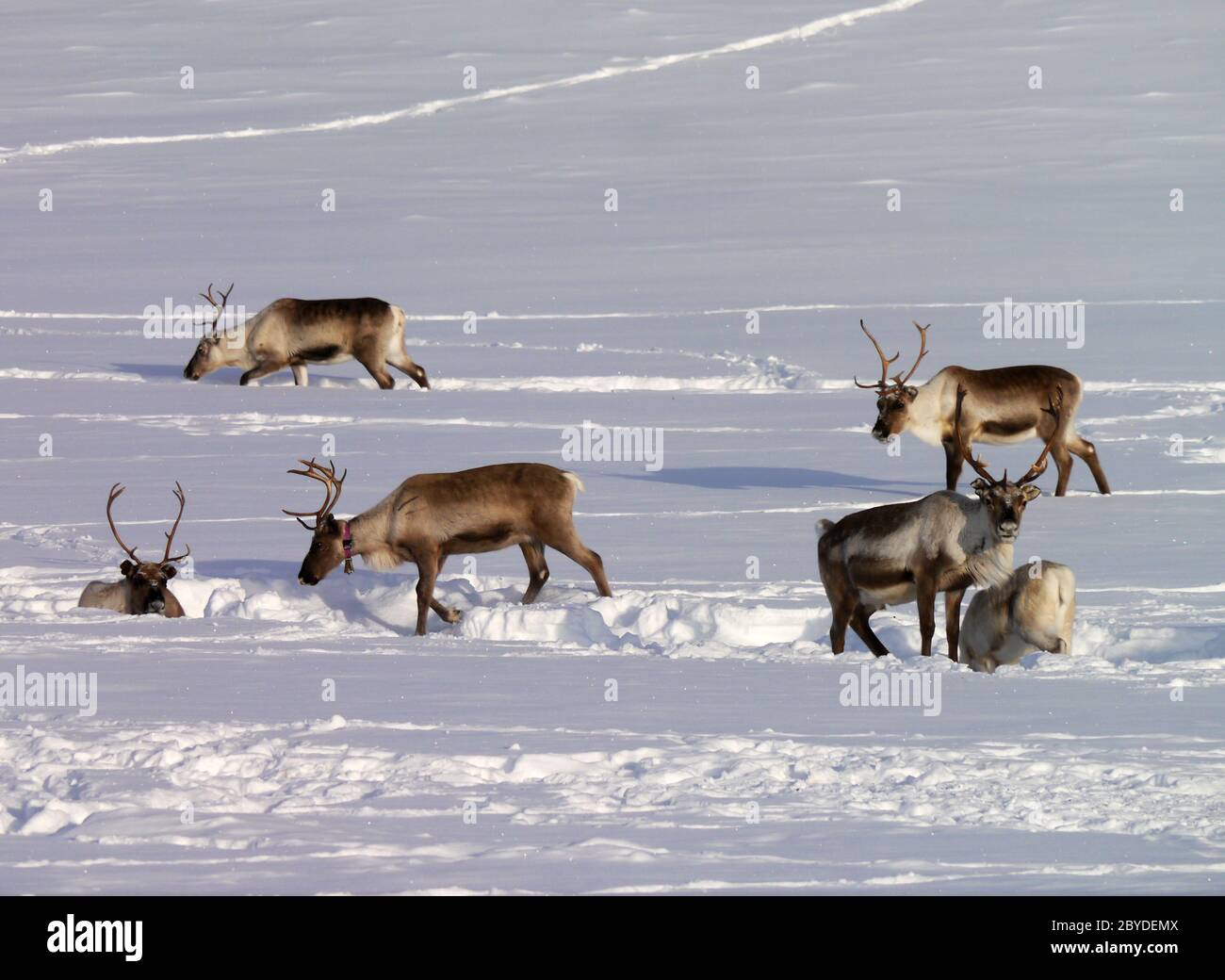 Finnmark reindeer hi-res stock photography and images - Alamy