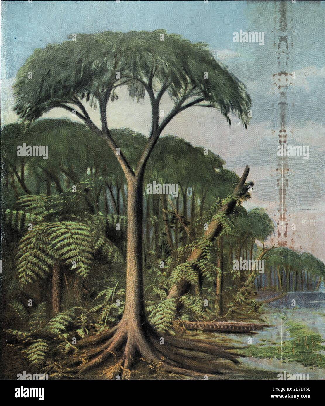 Appearance of the vegetation of a mid-Carboniferous landscape with the ...