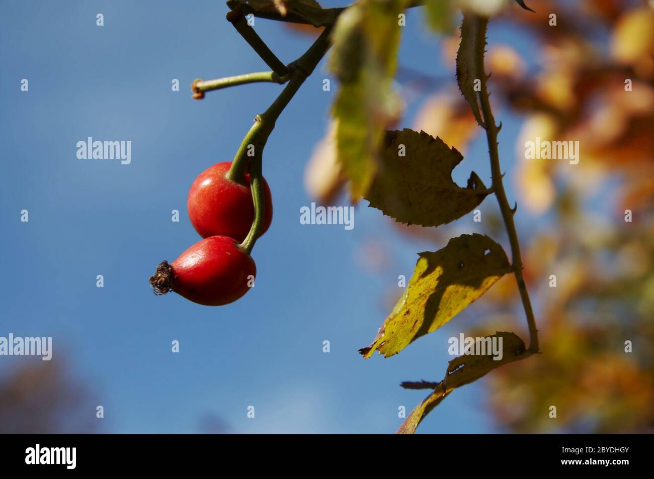 Sweet brier hi-res stock photography and images - Alamy