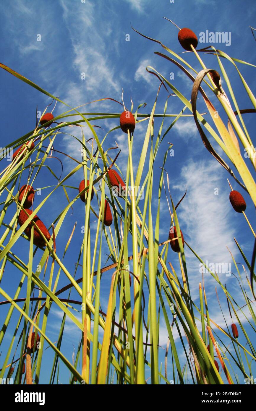 Bulrush2 hi-res stock photography and images - Alamy