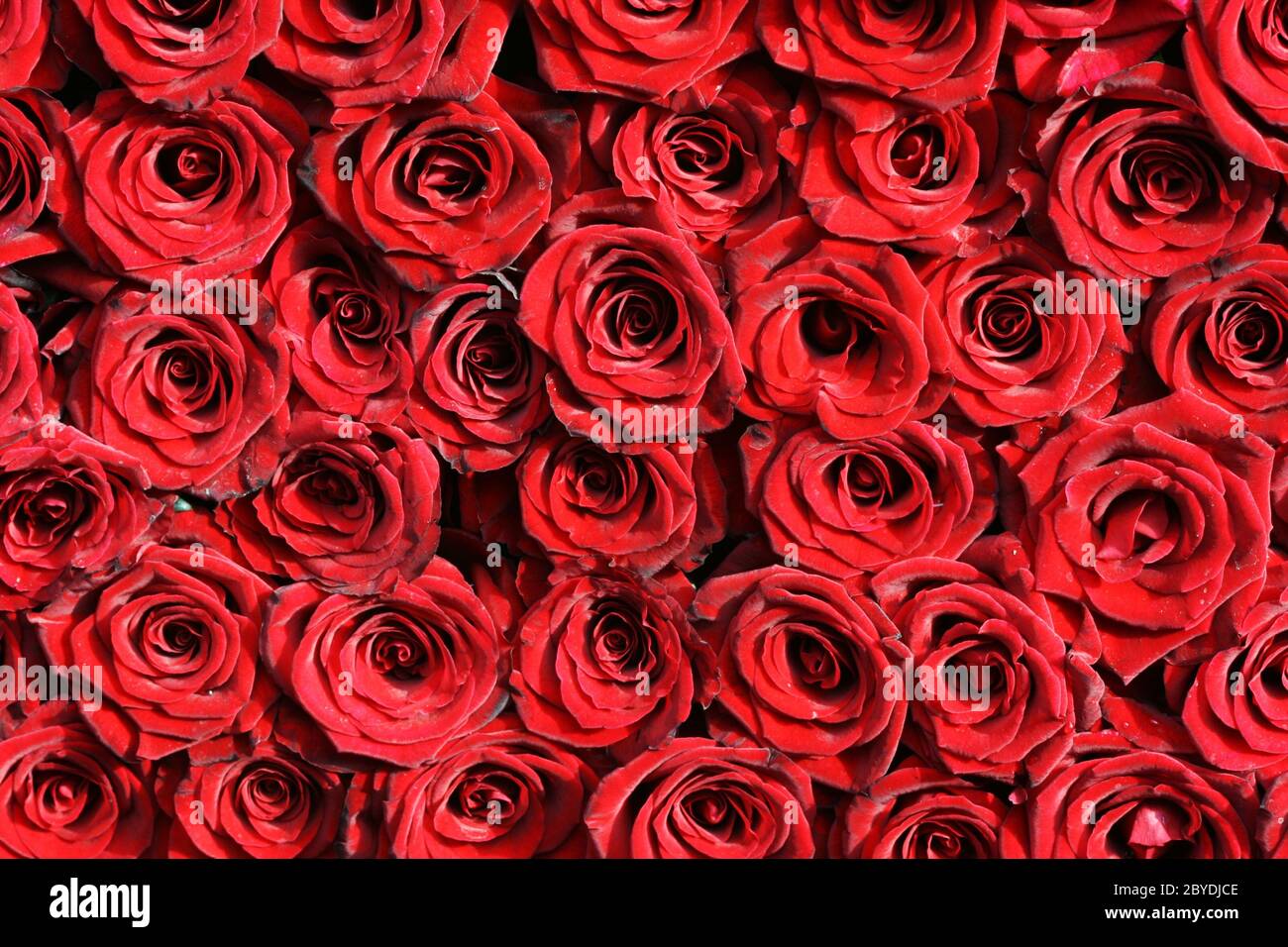 Remember me rose garden hi-res stock photography and images - Alamy