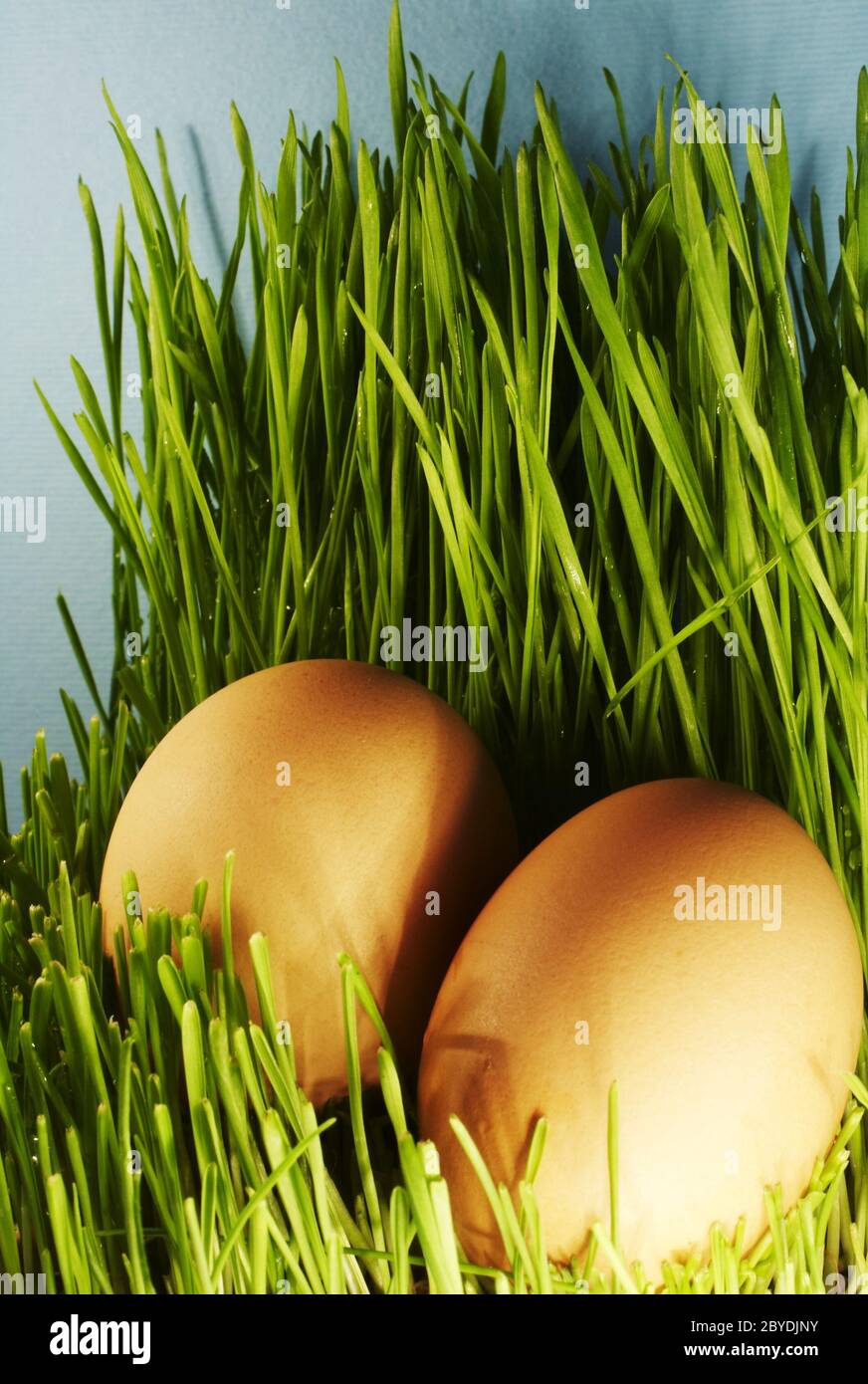 Eggs in grass Stock Photo - Alamy