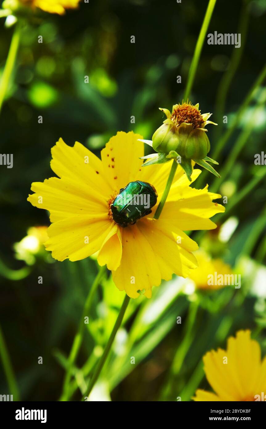 Exotic flower beetle hi-res stock photography and images - Alamy
