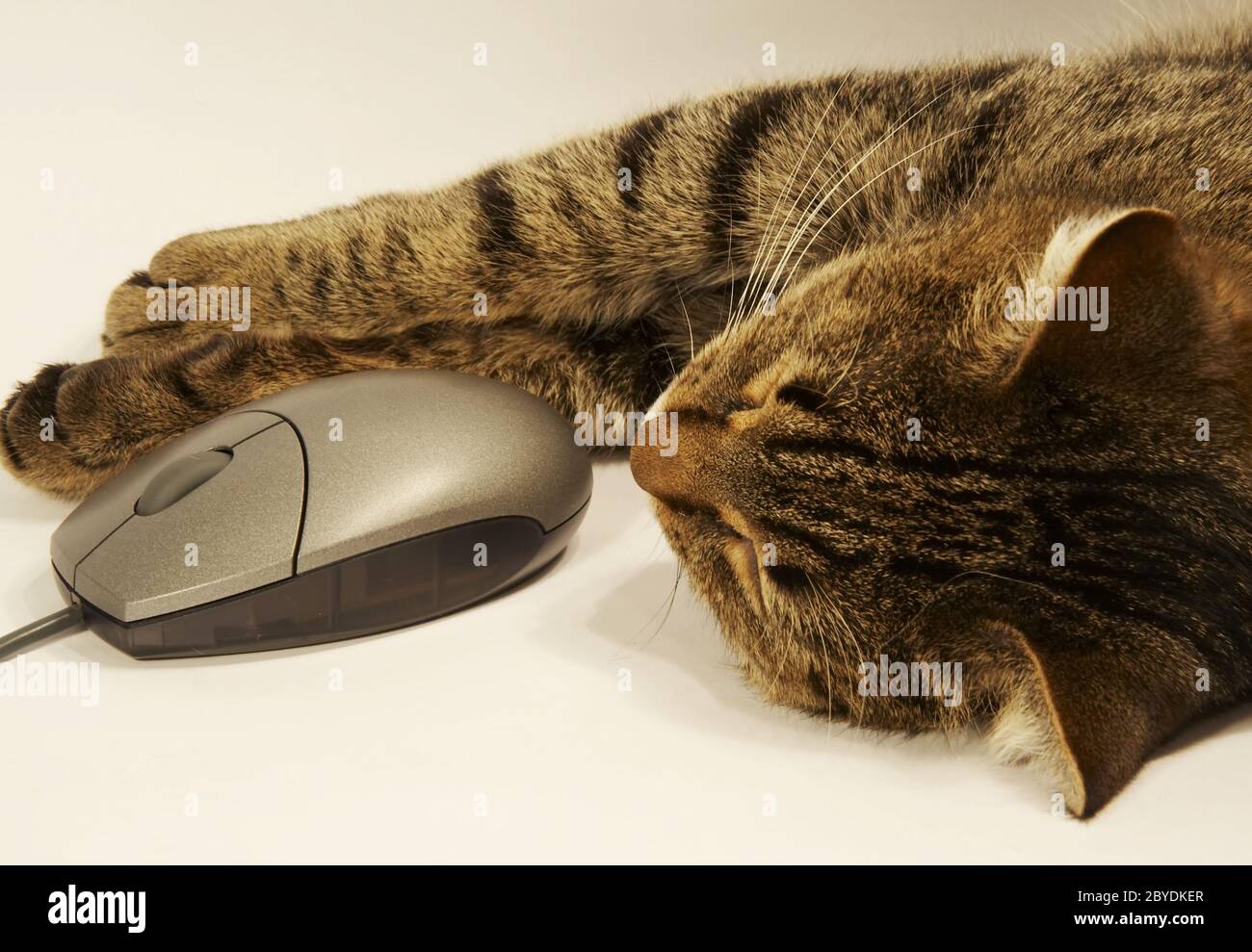 Mouse grooming hi-res stock photography and images - Alamy