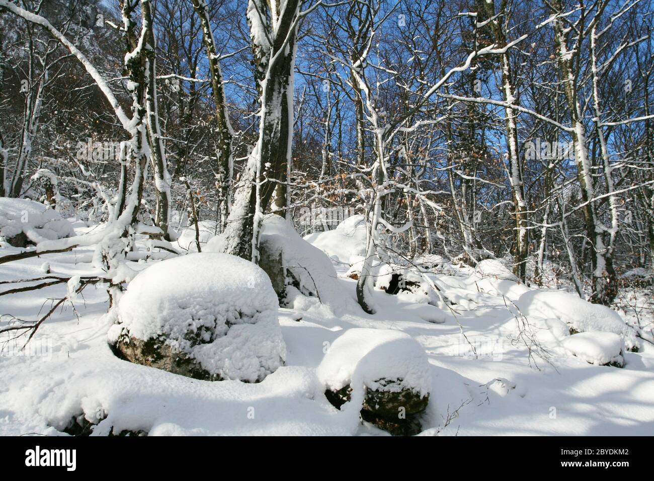 Winter in forest Stock Photo - Alamy