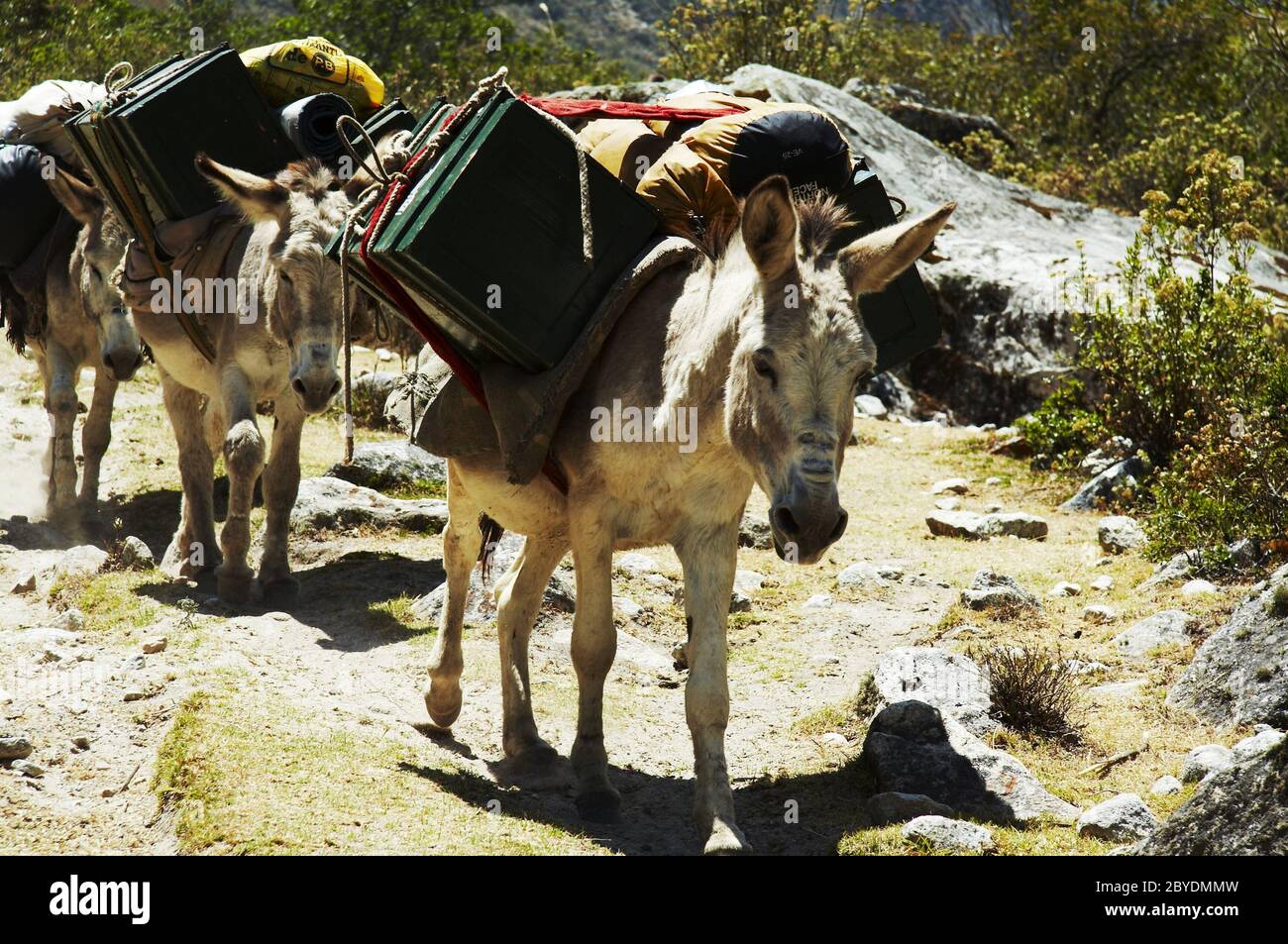 Donkey colt hi-res stock photography and images - Alamy