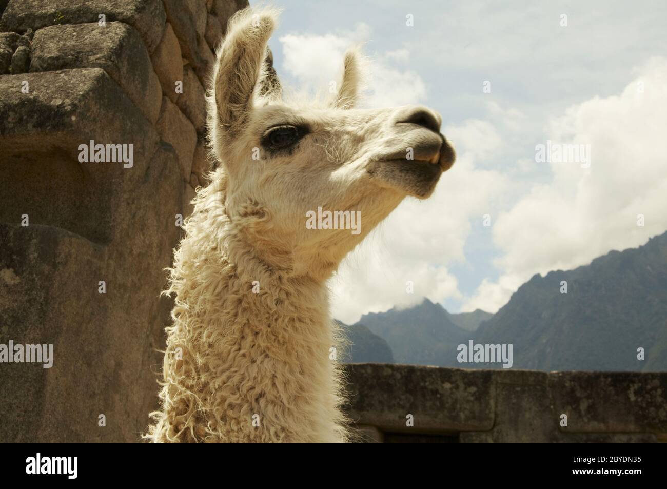 Peaceful llama hi-res stock photography and images - Alamy