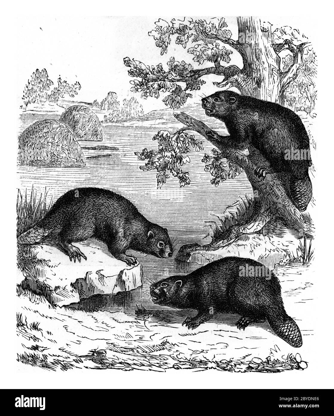 Beavers of America, vintage engraved illustration. From Zoology ...