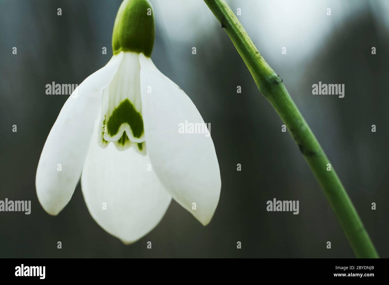Snowdrop heart hi-res stock photography and images - Alamy