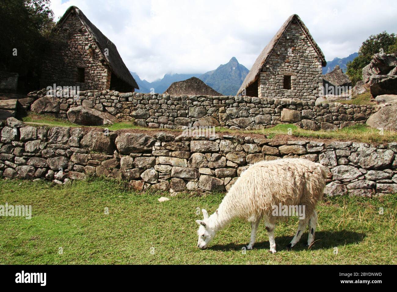 Llama incas hi-res stock photography and images - Alamy