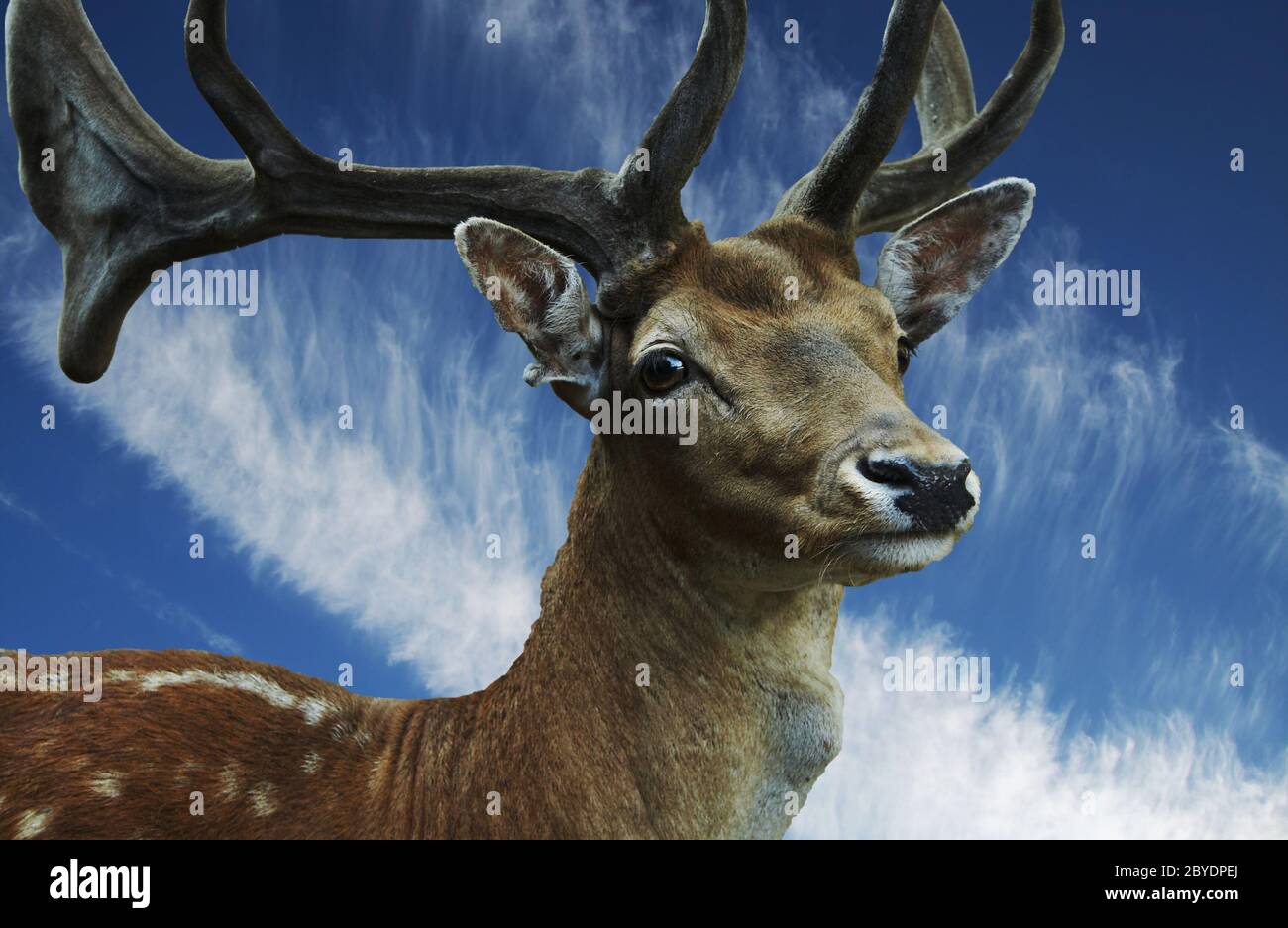 Blue buck hi-res stock photography and images - Alamy