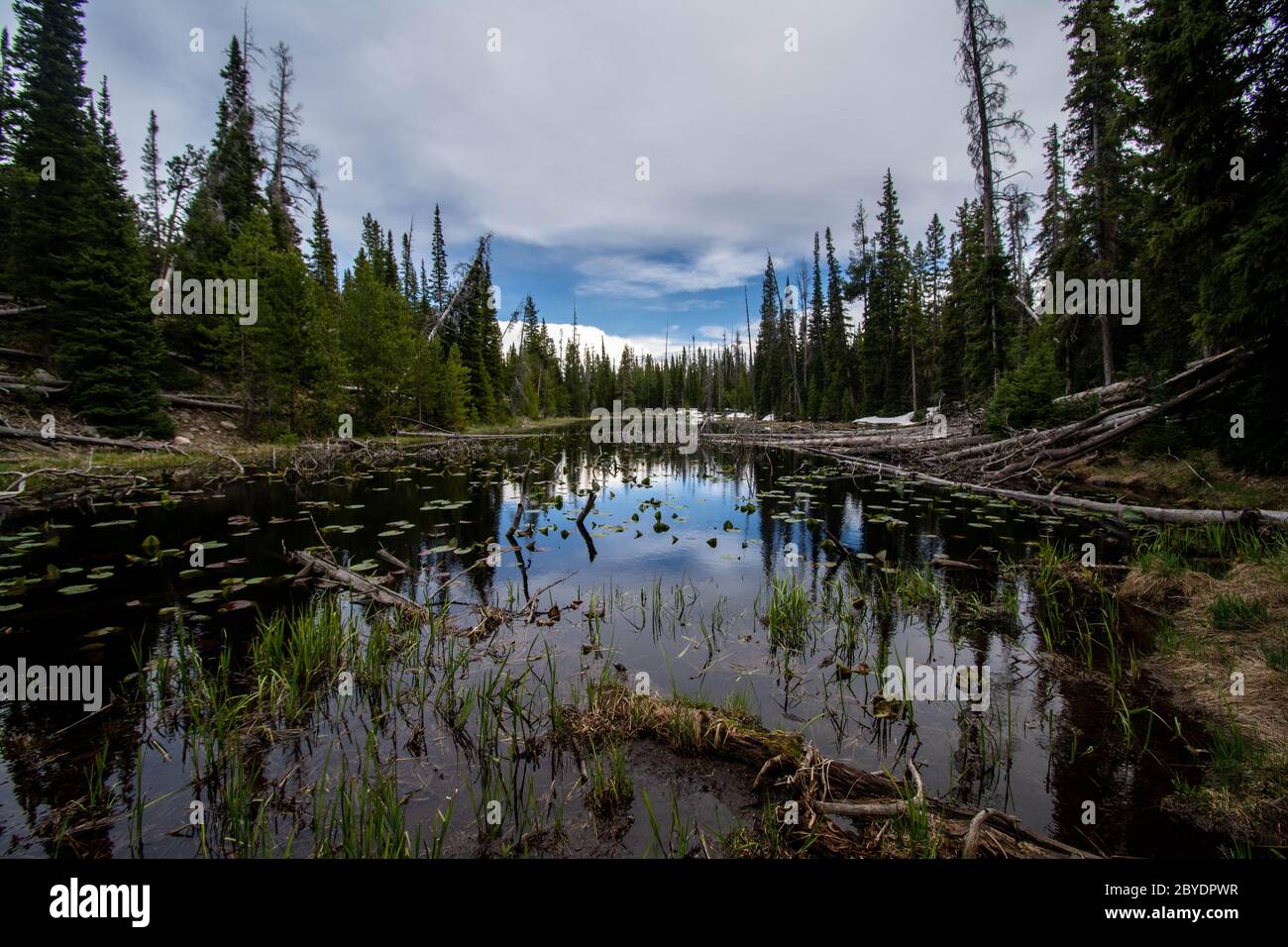 Chorus frog colorado hi-res stock photography and images - Alamy