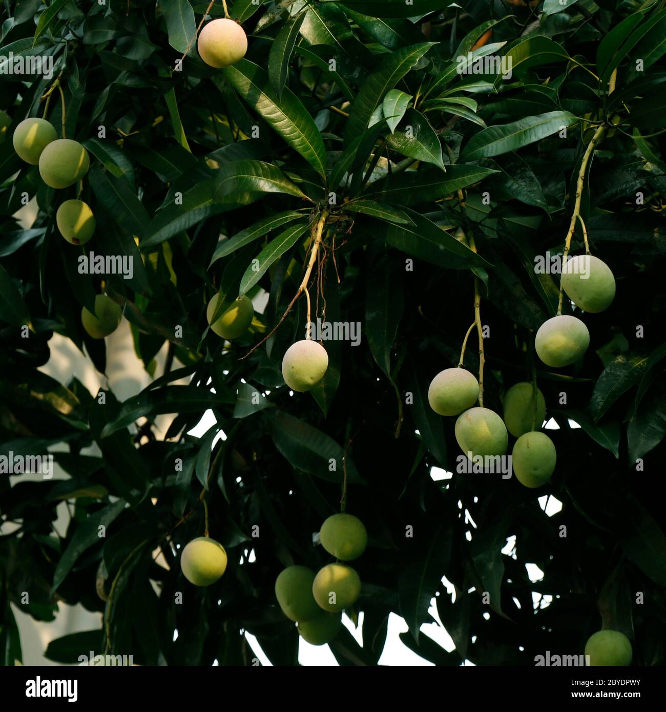 Mangoes in a tree hi-res stock photography and images - Alamy