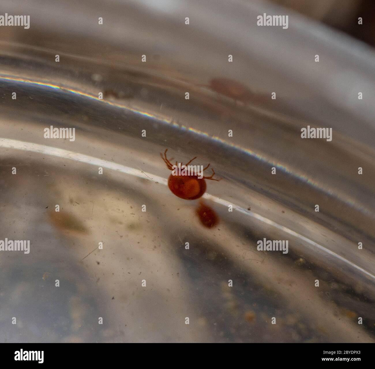 Macroinvertebrate hi-res stock photography and images - Alamy