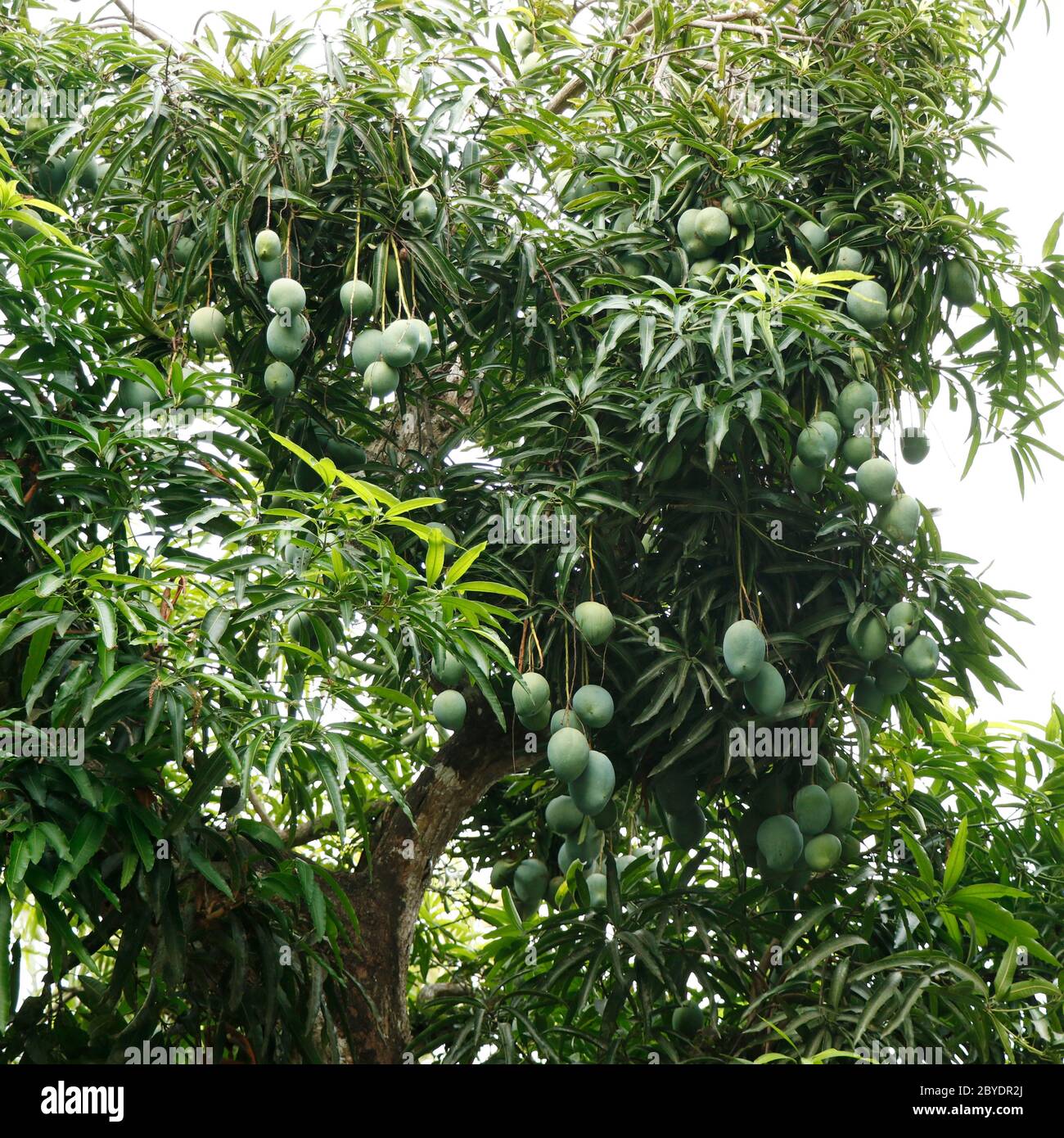group of green mangoes in a tree Stock Photo - Alamy