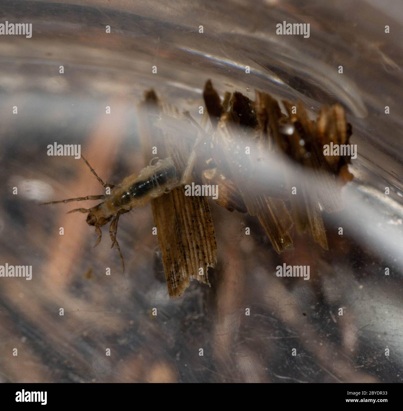 Cased Caddisfly (Trichoptera) from Jackson County, Colorado, USA Stock ...