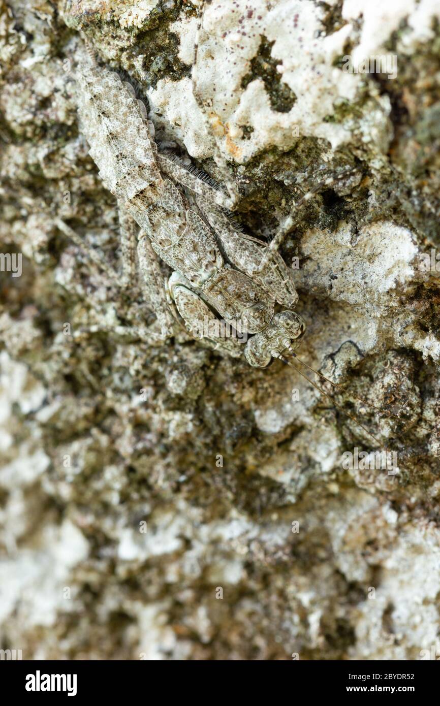 Praying Mantis on the rock in tropical forest. Mantis disguise or ...