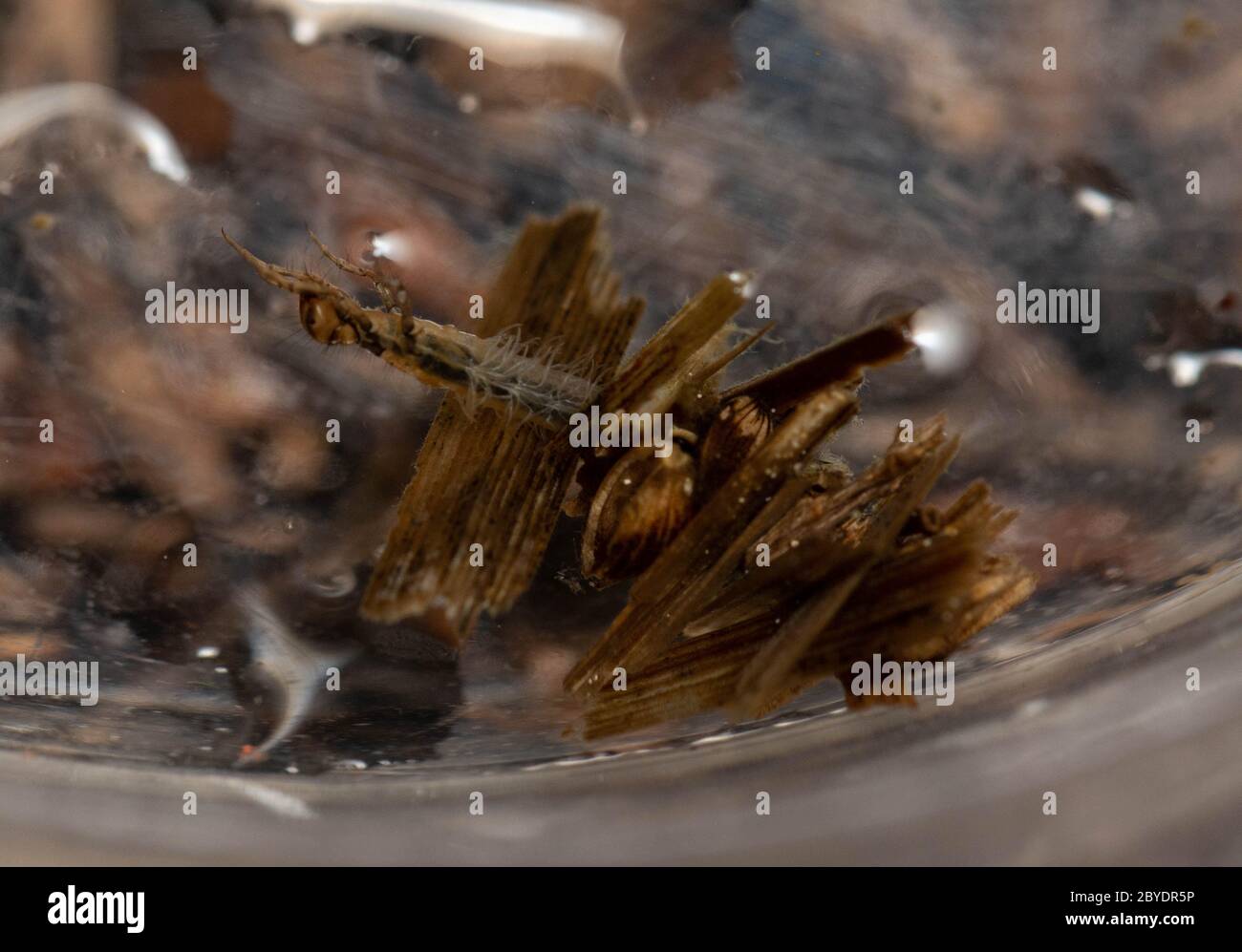 Cased Caddisfly (Trichoptera) from Jackson County, Colorado, USA Stock ...