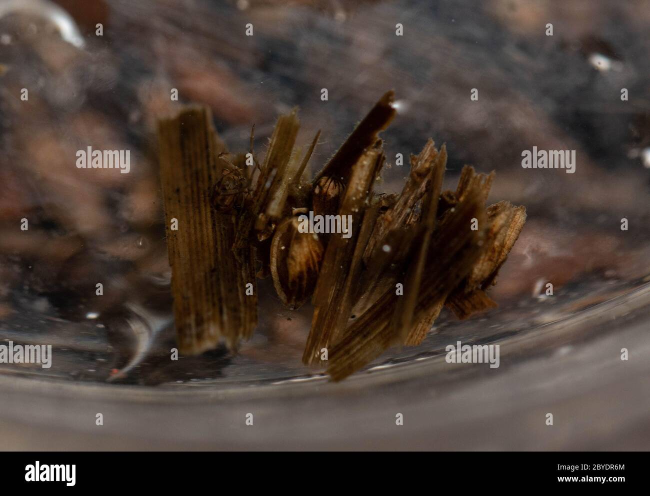 Cased Caddisfly (Trichoptera) from Jackson County, Colorado, USA Stock ...
