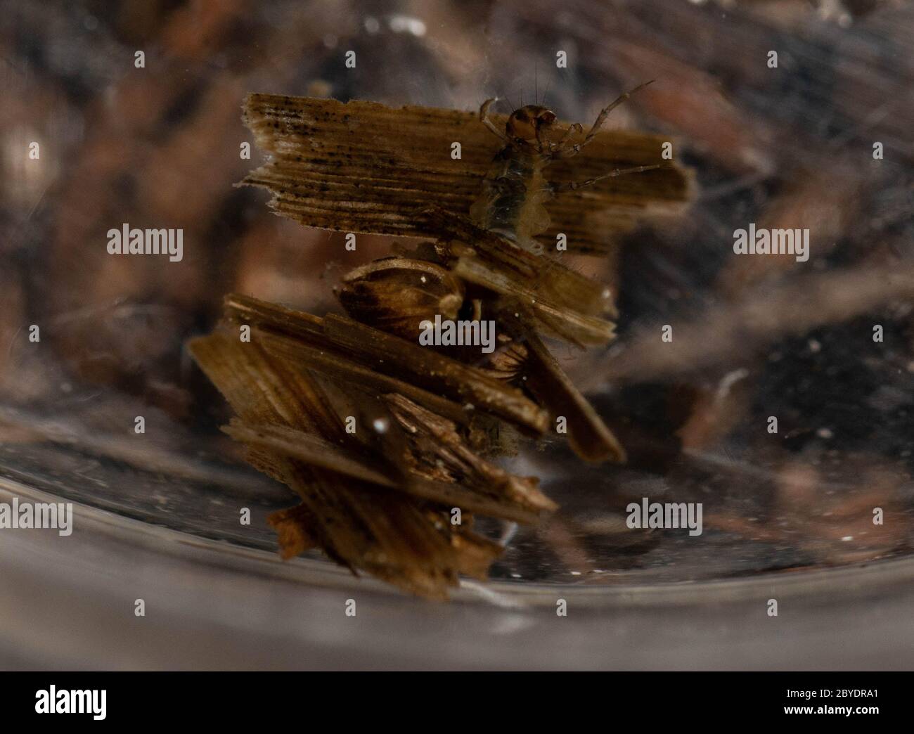 Cased Caddisfly (Trichoptera) from Jackson County, Colorado, USA Stock ...